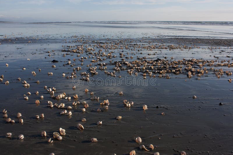 Long Flat Beach stock photo. Image of nature, island - 39167468