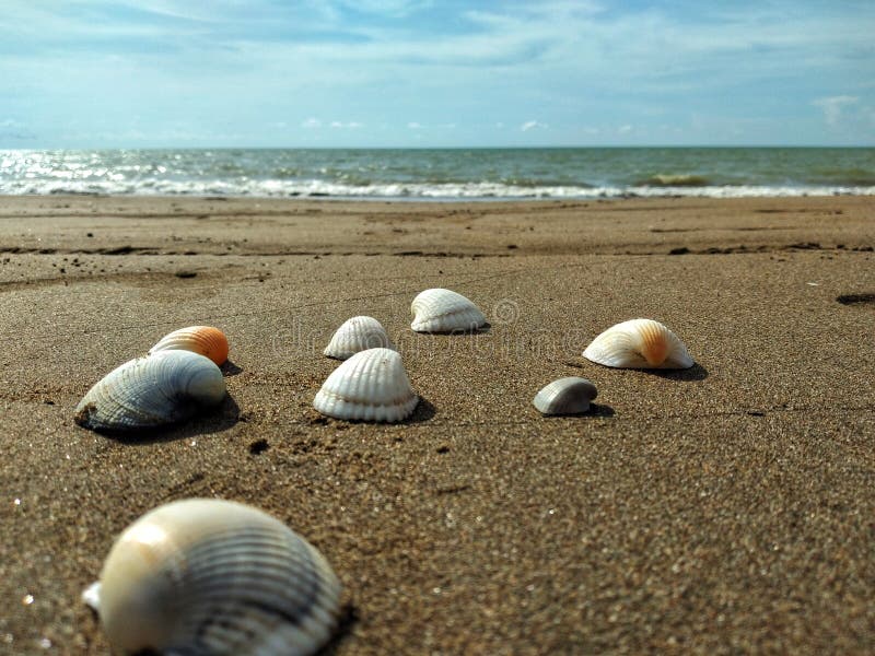 Shells on the beach sand stock photo. Image of food - 265448490