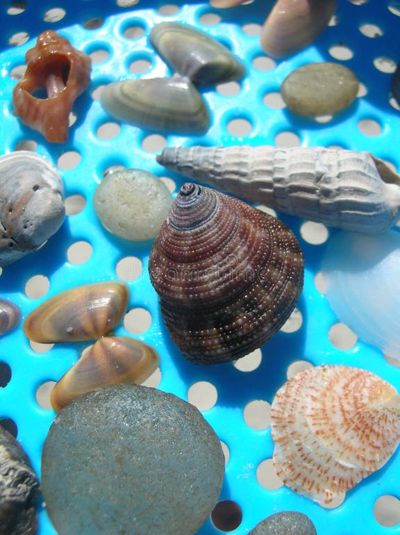Shells in Beach Sand Sifter Stock Image - Image of turret, ocean: 193256779