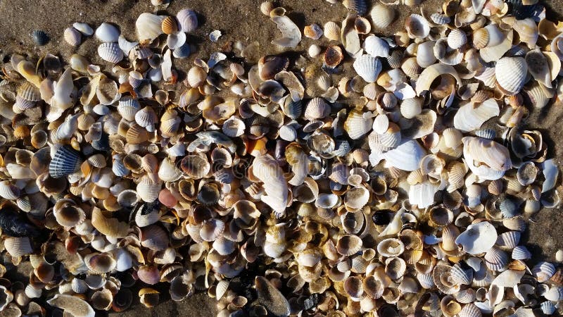 Dirty Sea Beach stock image. Image of ocean, colors - 182798049