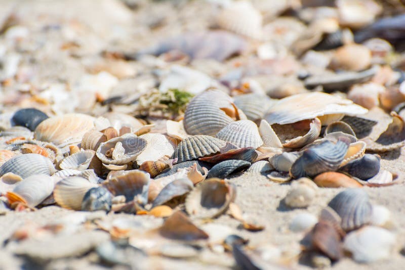 Shells on the beach. stock image. Image of nature, marine - 77053663