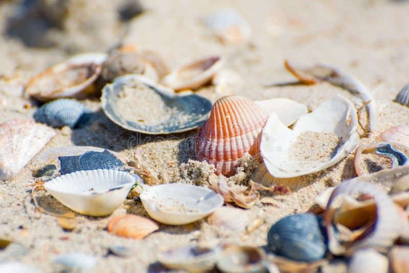 Shells on the beach. stock photo. Image of seashells - 77053672