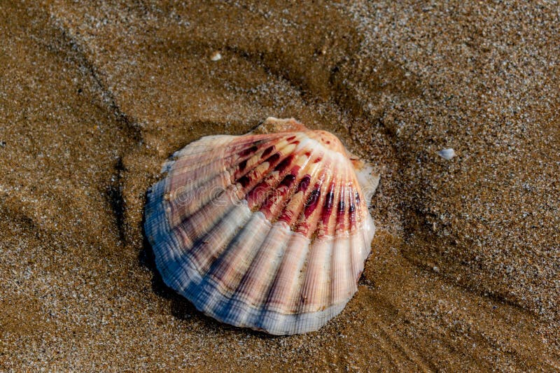 Shells on the Beach when the Sea Has Withdrawn, Brittany, France Stock ...