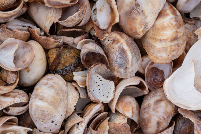 Shell Beach Texture Background Image Stock Photo - Image of foam, bali ...