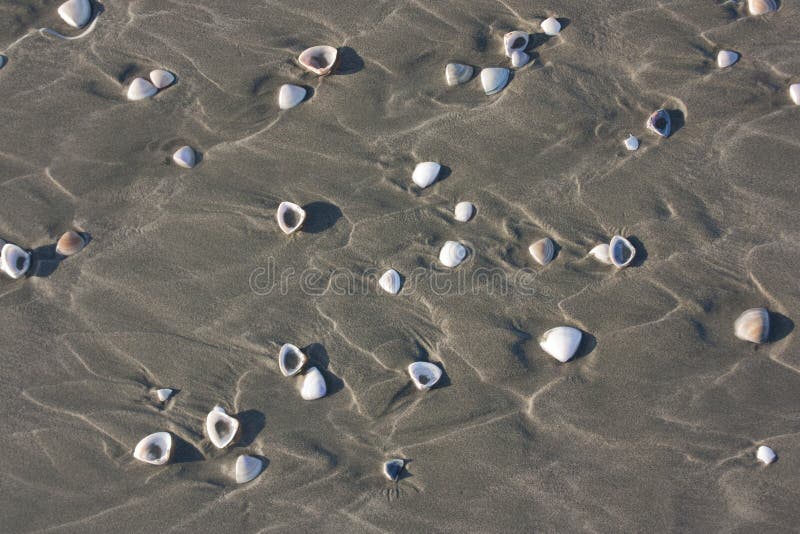 Shells on beach stock photo. Image of summer, sand, seashell - 36773592