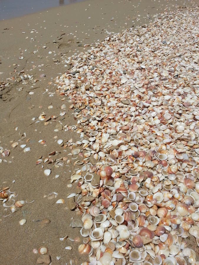 Shells in the beach stock photo. Image of wave, small - 45757142