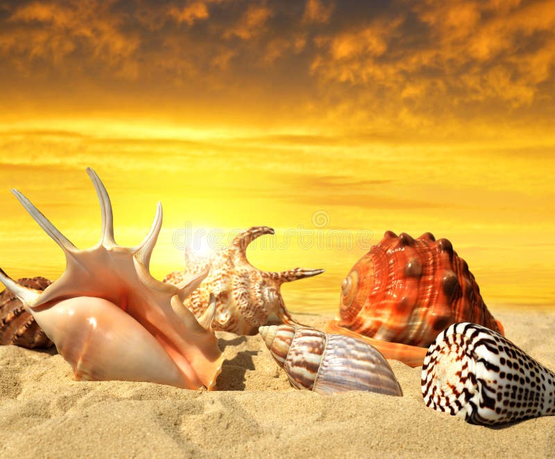 Shells on beach stock photo. Image of animal, gulf, holiday - 52508736