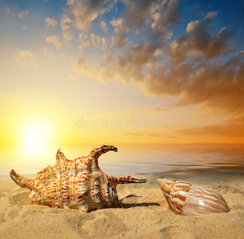 Shells on beach stock image. Image of landscape, shore - 60181207