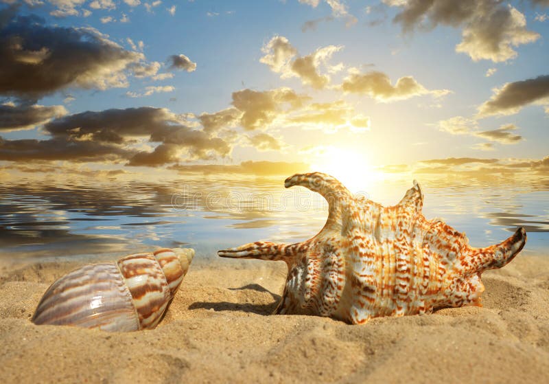 Shells on beach stock photo. Image of holiday, shoreline - 61784340