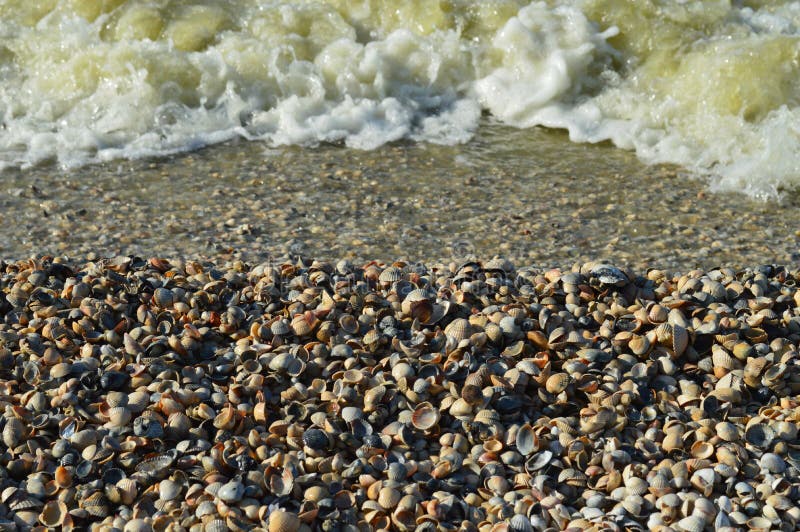 Shells on the Beach and Surf Stock Photo - Image of wave, empty: 50363392