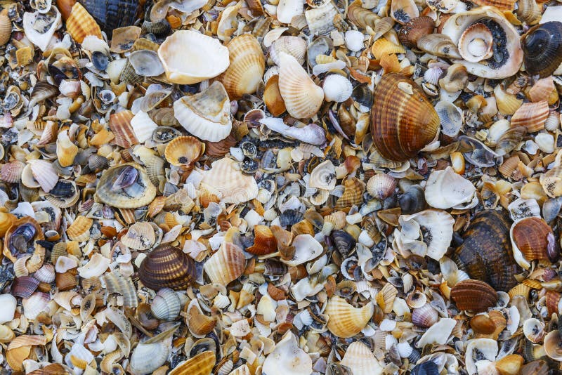 Shells on the beach stock image. Image of pattern, texture - 68695527