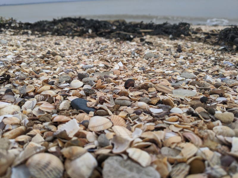 Shells on the beach stock image. Image of beach, pebbles - 161656727