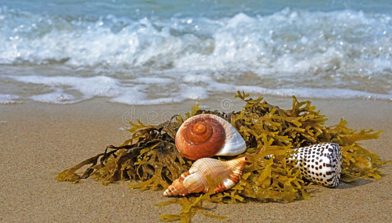 Shells on a beach stock photo. Image of sandy, nature - 57041106