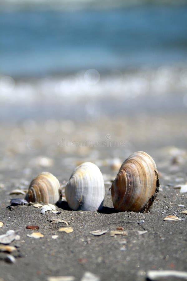 Shells on a beach stock image. Image of marine, decorative - 59160953