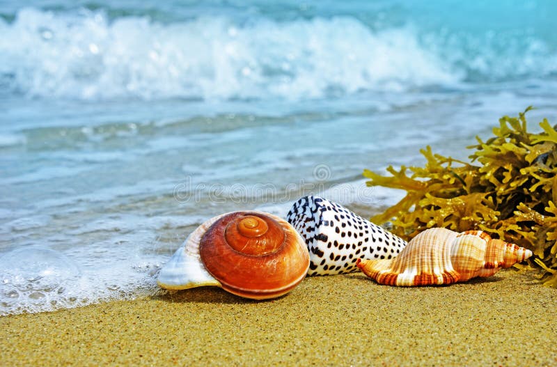 Shells on a beach stock image. Image of smooth, nature - 66391317