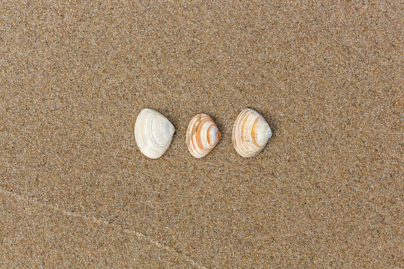 Shells on the beach stock photo. Image of beach, windy - 71729422