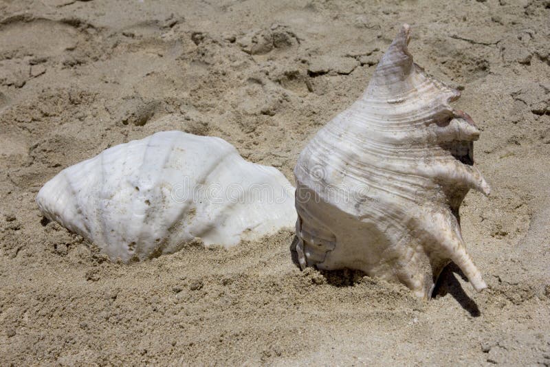 Shells on beach stock photo. Image of beach, south, sand - 37173094