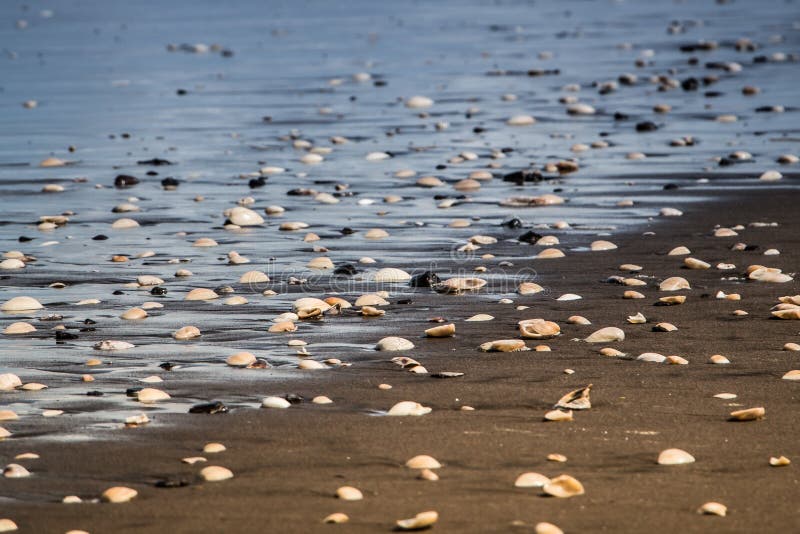 Shells at the Beach stock image. Image of paradise, summer - 38346323