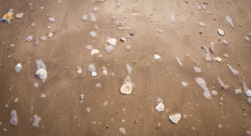 Shells on Beach Washed Over by a Wave Stock Photo - Image of march ...