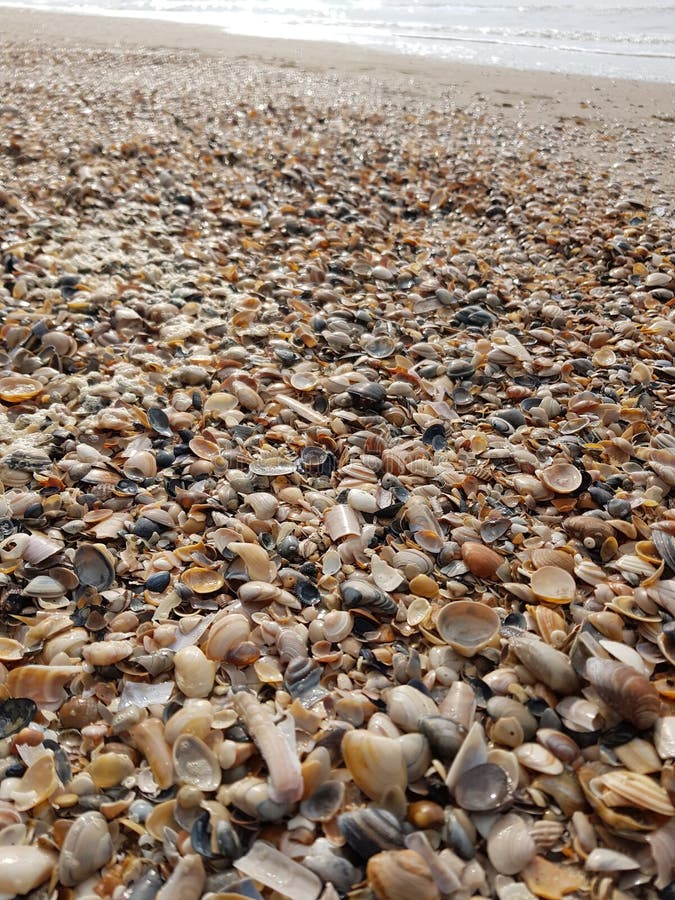 Shells on beach stock image. Image of cloud, surf, clouds - 51371691
