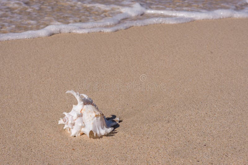 Shells on the beach stock photo. Image of coastline, marine - 63766220