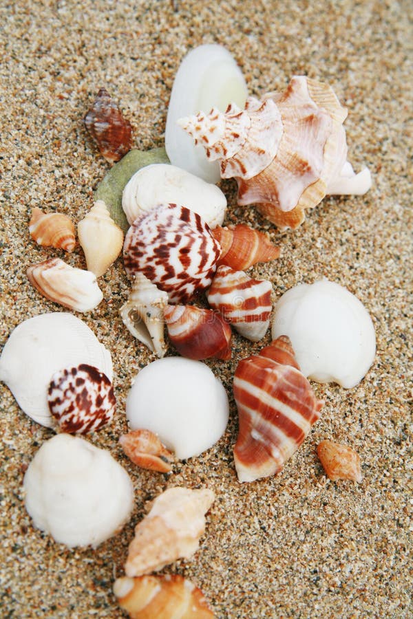 Shells stock image. Image of sand, beauty, tropical, coastline - 31555705
