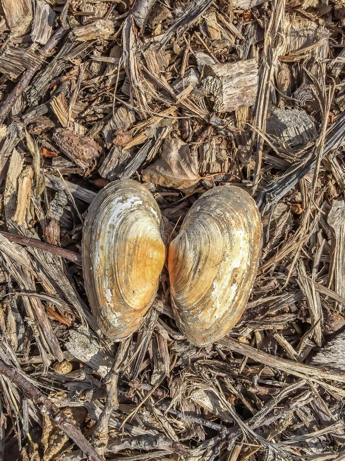 Shells stock image. Image of care, shells, wood, chipps - 71735569