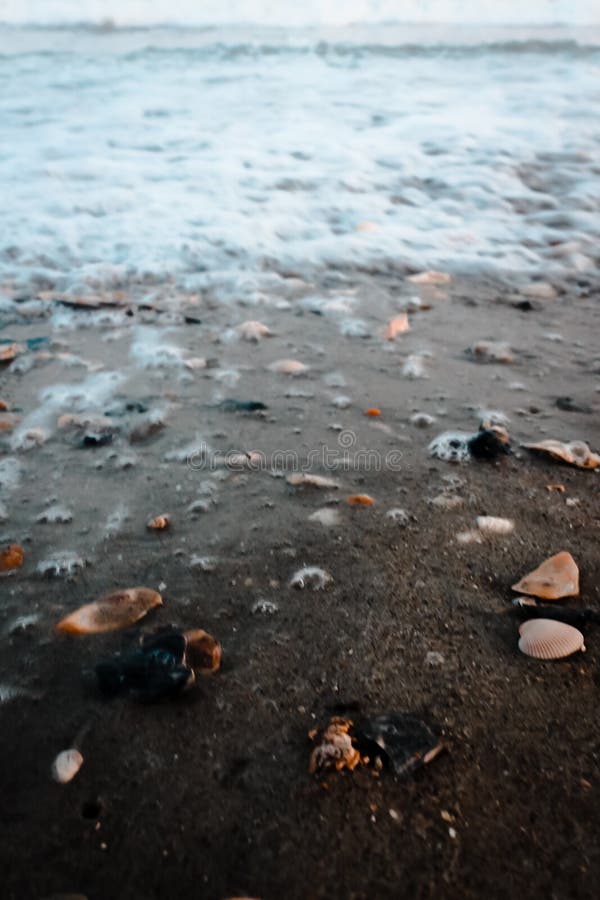 Shells Being Pulled Back Out To Sea Stock Image - Image of dune, back ...