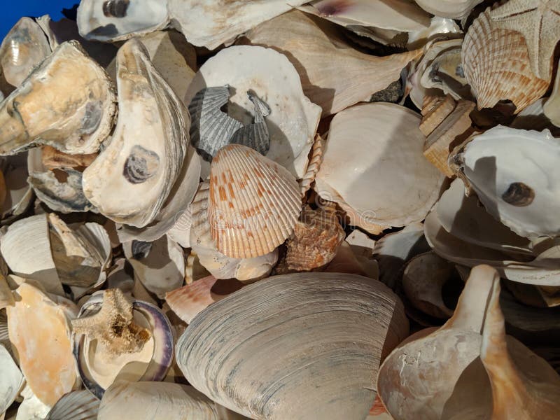 Shells in a bin stock photo. Image of variety, shellfish - 159469302