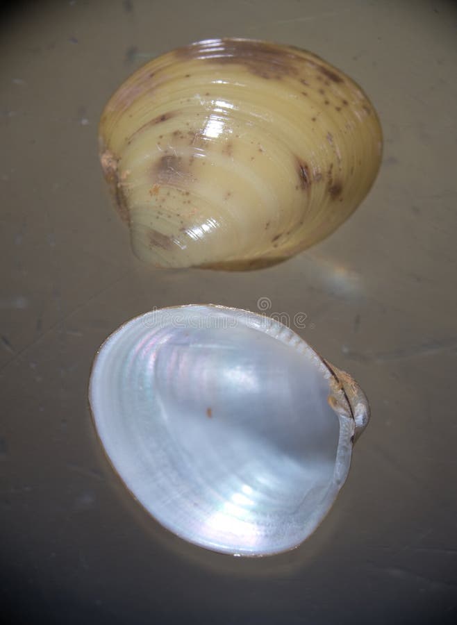 Shells of a bivalve stock image. Image of texture, round - 43426915