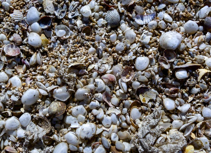 Shells of the Bivalve Mollusk Cerastoderma, Lentidium in the Tidal Zone ...