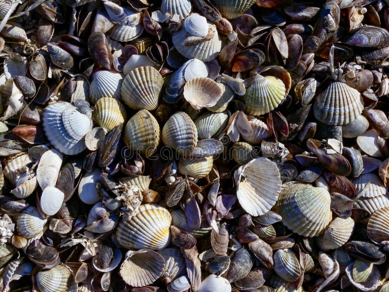 Lentidium Stock Photos - Free & Royalty-Free Stock Photos from Dreamstime