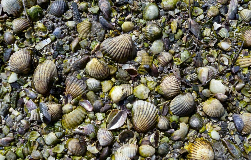 Shells of the Bivalve Mollusk Cerastoderma in the Tidal Zone of the ...