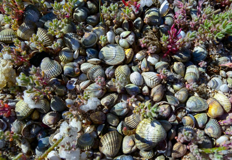 Shells of the Bivalve Mollusk Cerastoderma in the Tidal Zone of the ...