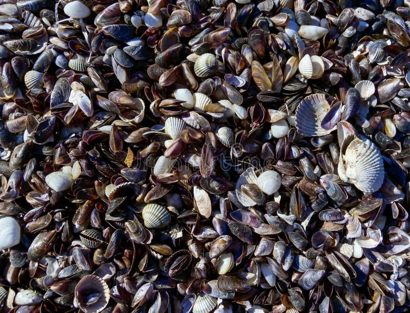 Shells of the Bivalve Mollusk Mytilaster and Cerastoderma in the Tidal ...