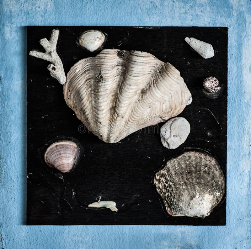 Shells on black background stock image. Image of coast - 57718241