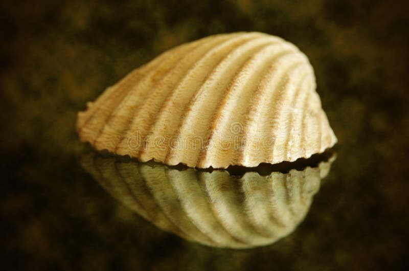 Shells stock image. Image of striped, sharp, shell, pattern - 33116513