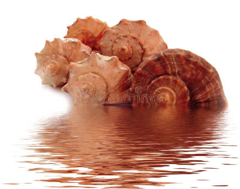 Shells from black sea stock image. Image of resting, close - 6827683