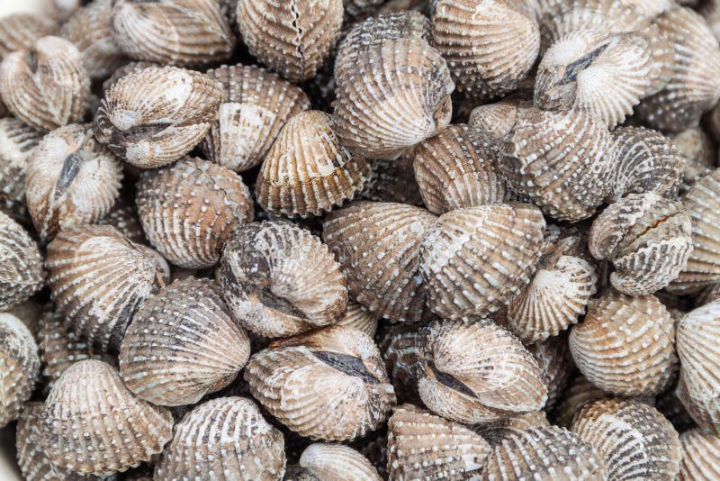 Shells Blood Cockle stock photo. Image of mollusc, saltwater - 45217442