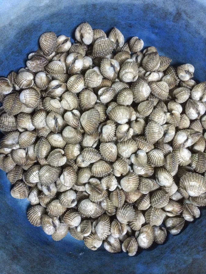 Blood Cockle Shells On Plate Seafood Of Thailand Stock Image - Image of ...