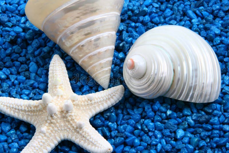 Shells on blue stones stock photo. Image of shiny, holiday - 5920192