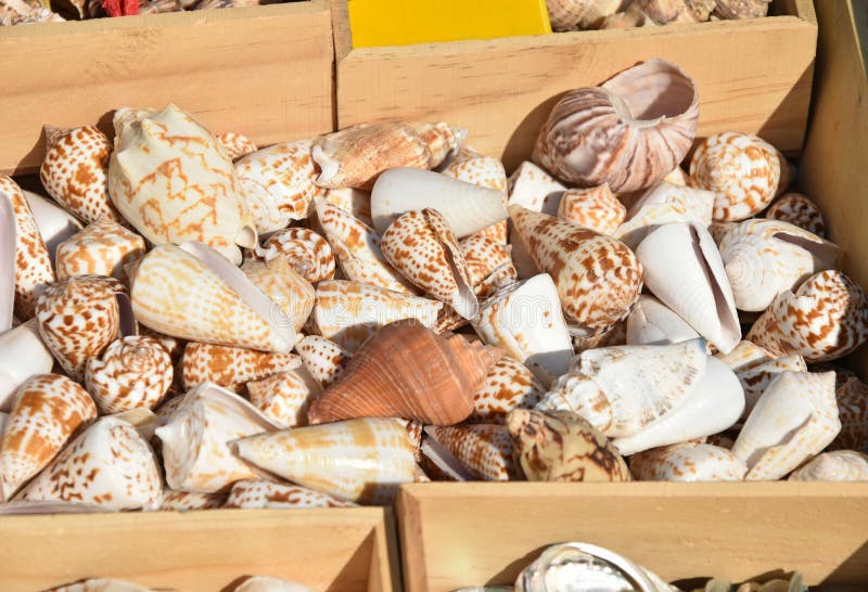 Sea Shells For Sale In A Fishing Village In Southern Italy. Stock Image ...