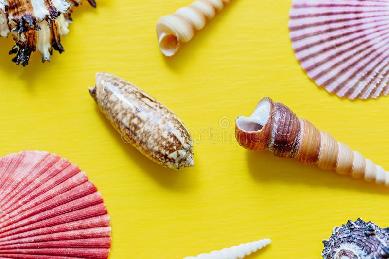 Shells on Bright Yellow. Beautiful Summer Background. Flat Lay. Texture ...