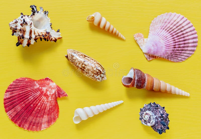 Shells on Bright Yellow. Beautiful Summer Background. Flat Lay. Texture ...