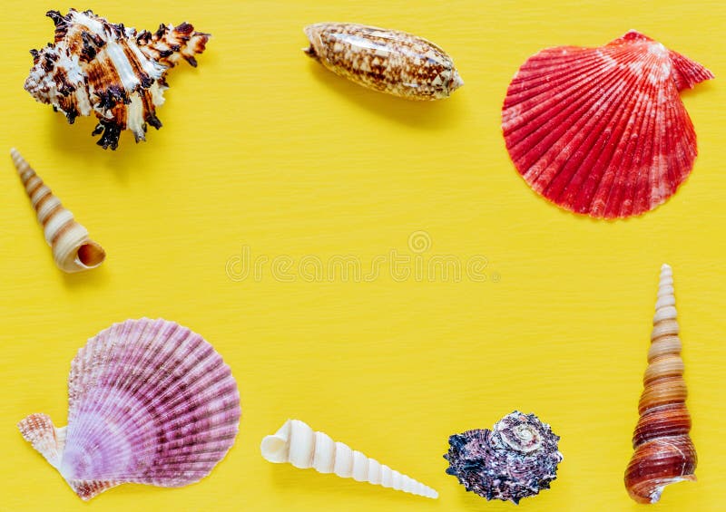 Shells on Bright Yellow. Beautiful Summer Background. Flat Lay. Texture ...