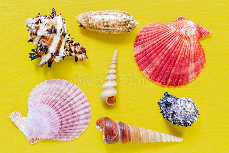 Shells on Bright Yellow. Beautiful Summer Background. Flat Lay. Texture ...