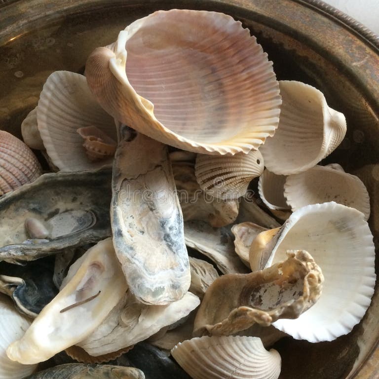 Shells editorial photo. Image of white, shells, conchology - 48380726