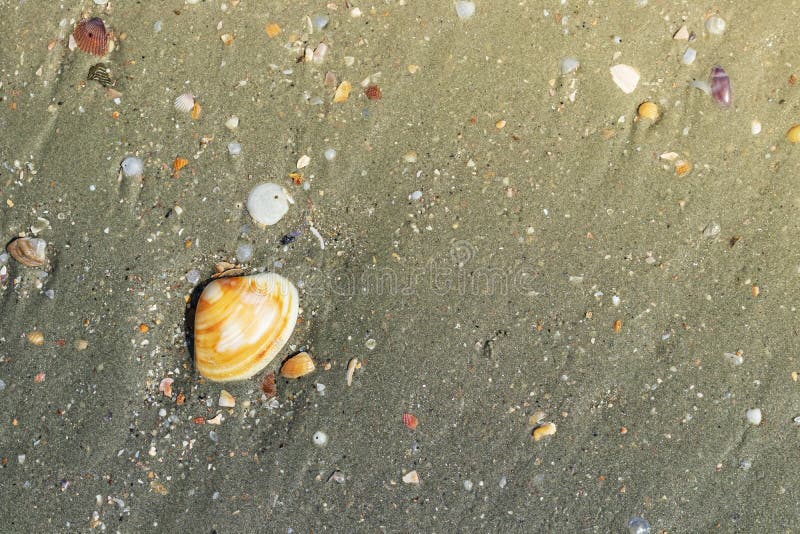 Shells Buried in the Sand on the Beach Stock Image - Image of backdrop ...