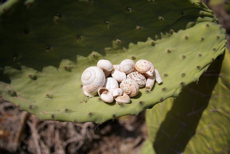 Shells stock photo. Image of spain, marine, green, ocean - 30768626
