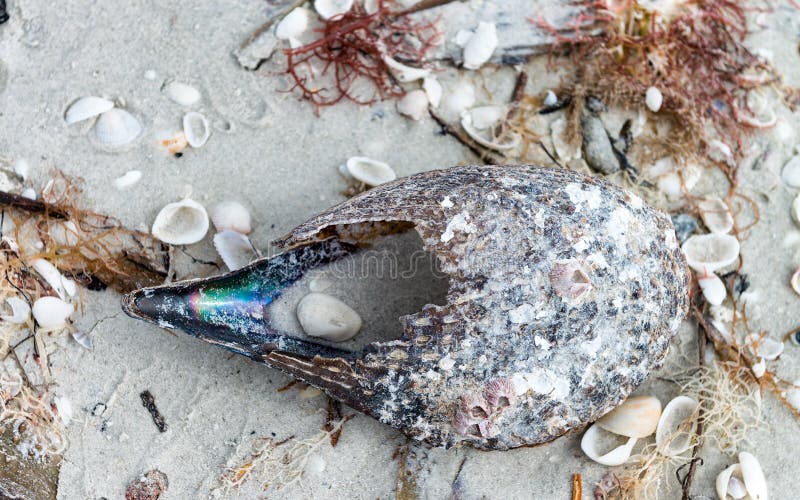 Conch Shells in Captiva Island Beach, Sanibel - Florida Stock Image ...